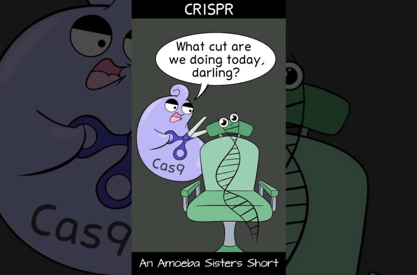 amoeba sisters video recap dna replication